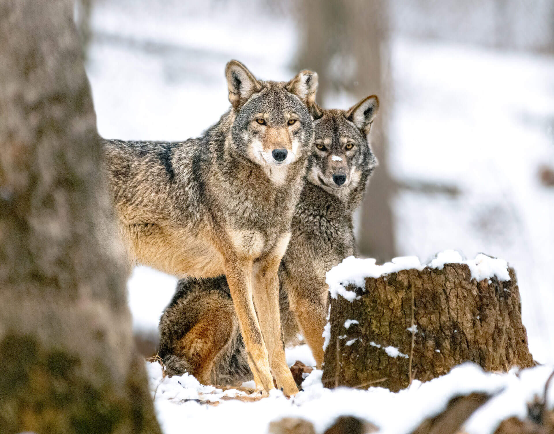 The Wild is Calling - Support American Red Wolves | Endangered Wolf Center