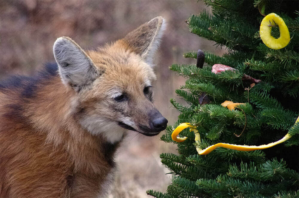 Maned Wolves - Endangered Wolf Center