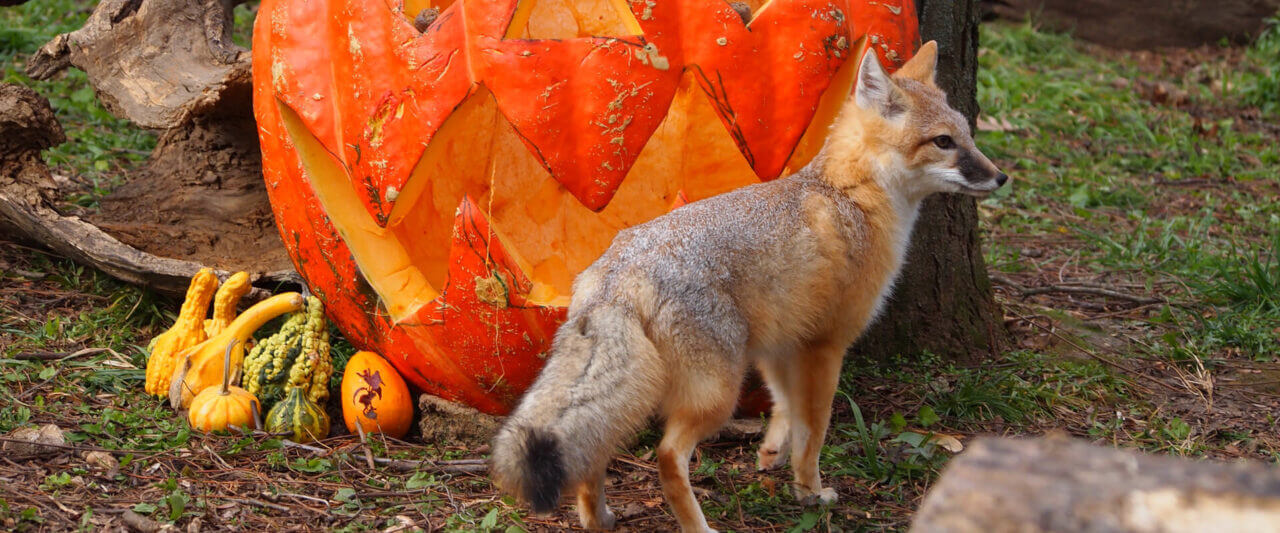 Endangered Wolf Center — Conservation & Education Since 1971