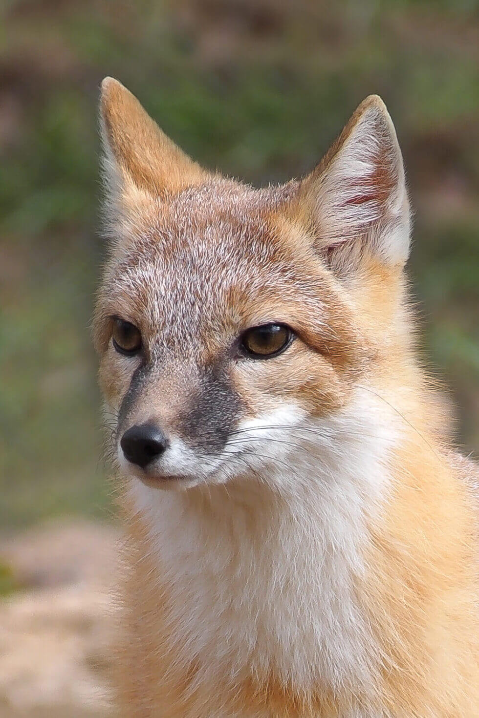 Swift Fox | Havoc | Endangered Wolf Center | Endangered Wolf Center