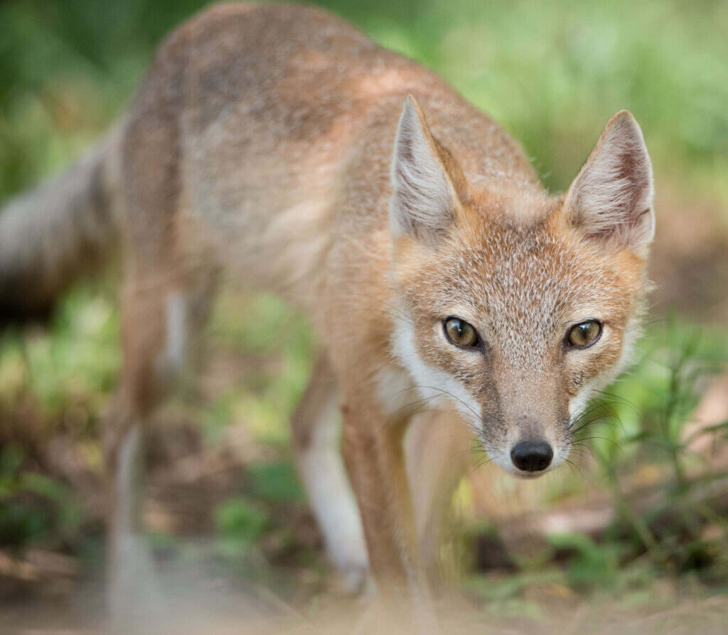 Swift Foxes | Endangered Wolf Center