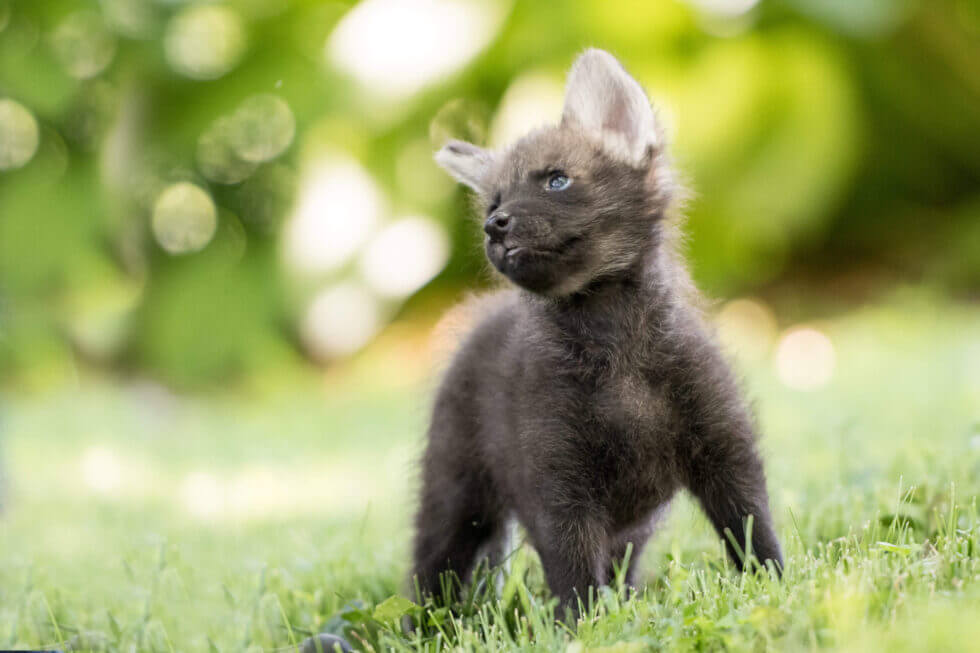 Endangered Wolf Center | Conservation & Education St. Louis