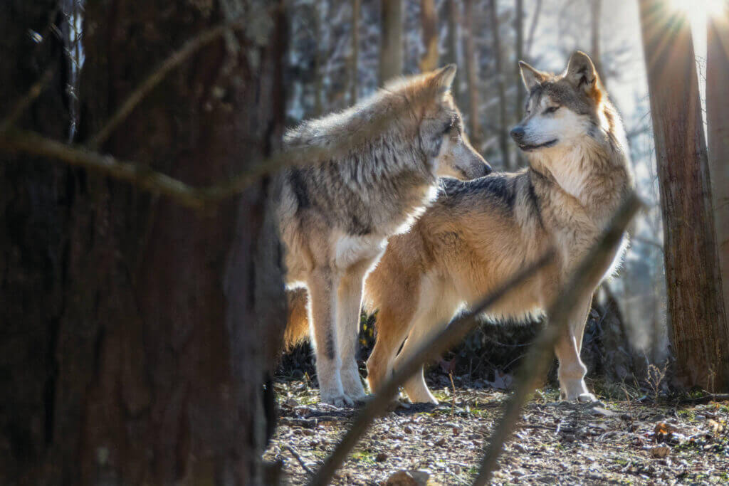 Visit the Endangered Wolf Center | Book Tickets Today