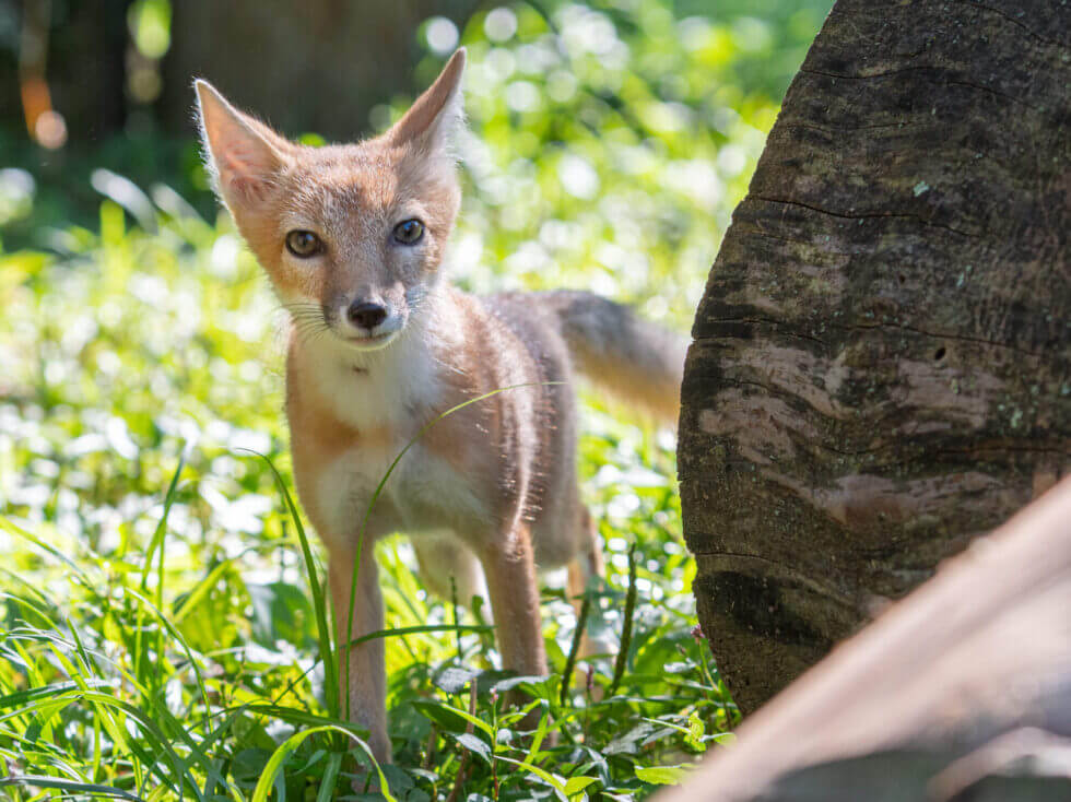 Swift Foxes | Endangered Wolf Center