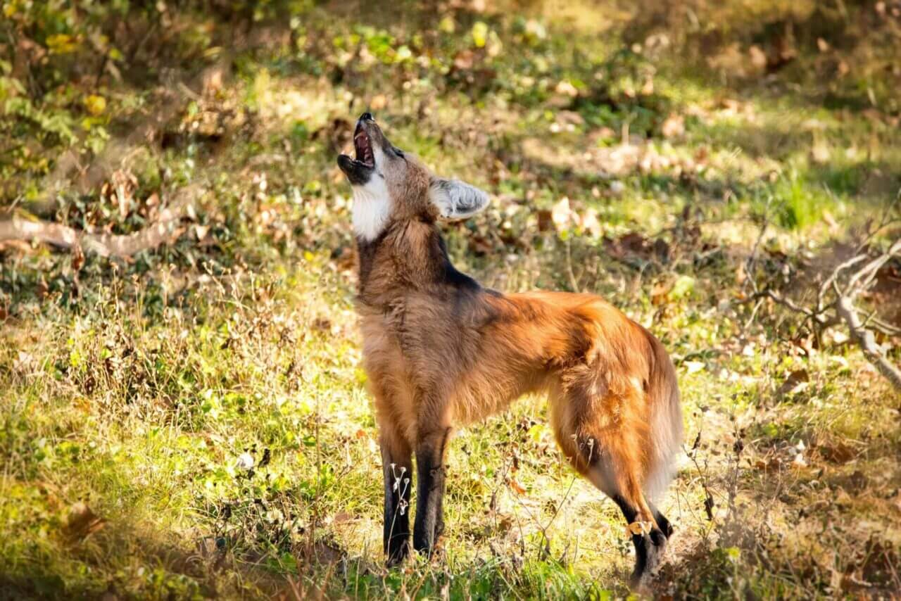 Maned Wolf | Lucky| Endangered Wolf Center | Endangered Wolf Center