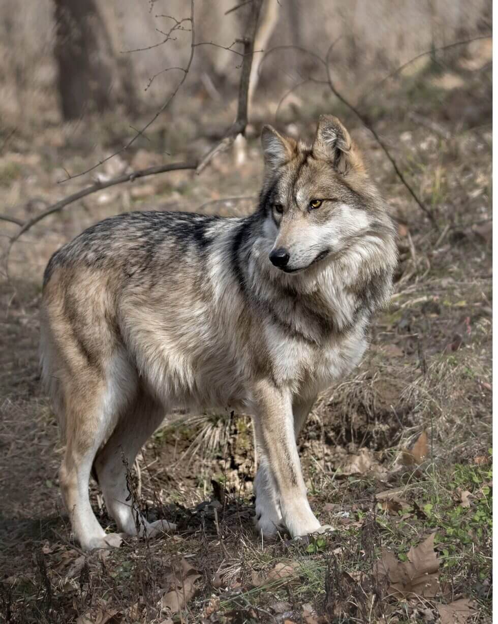 Mexican Wolf | Rogue Bio | Endangered Wolf Center