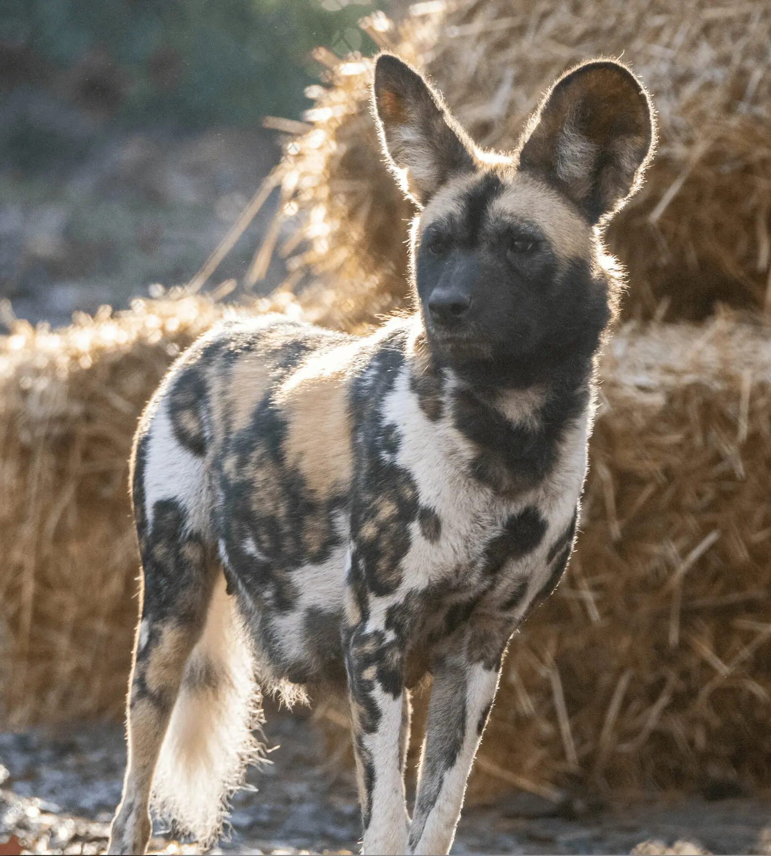 A Wild Dog Like Animal