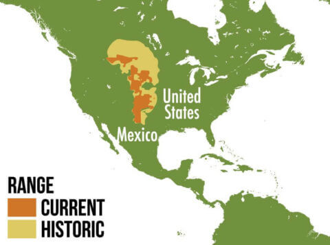 Swift Foxes | Endangered Wolf Center