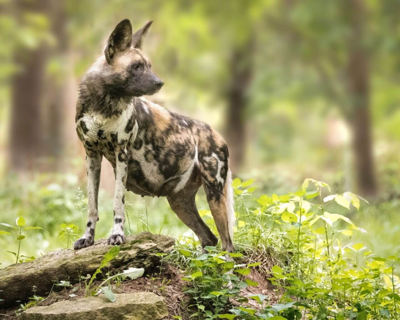 Research on Feeding Regimens and Growth for African Painted Dogs ...