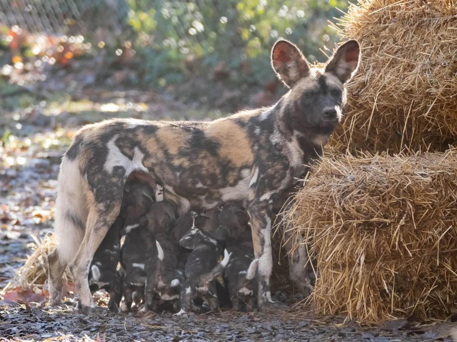 Cute African Wild Dog Pups