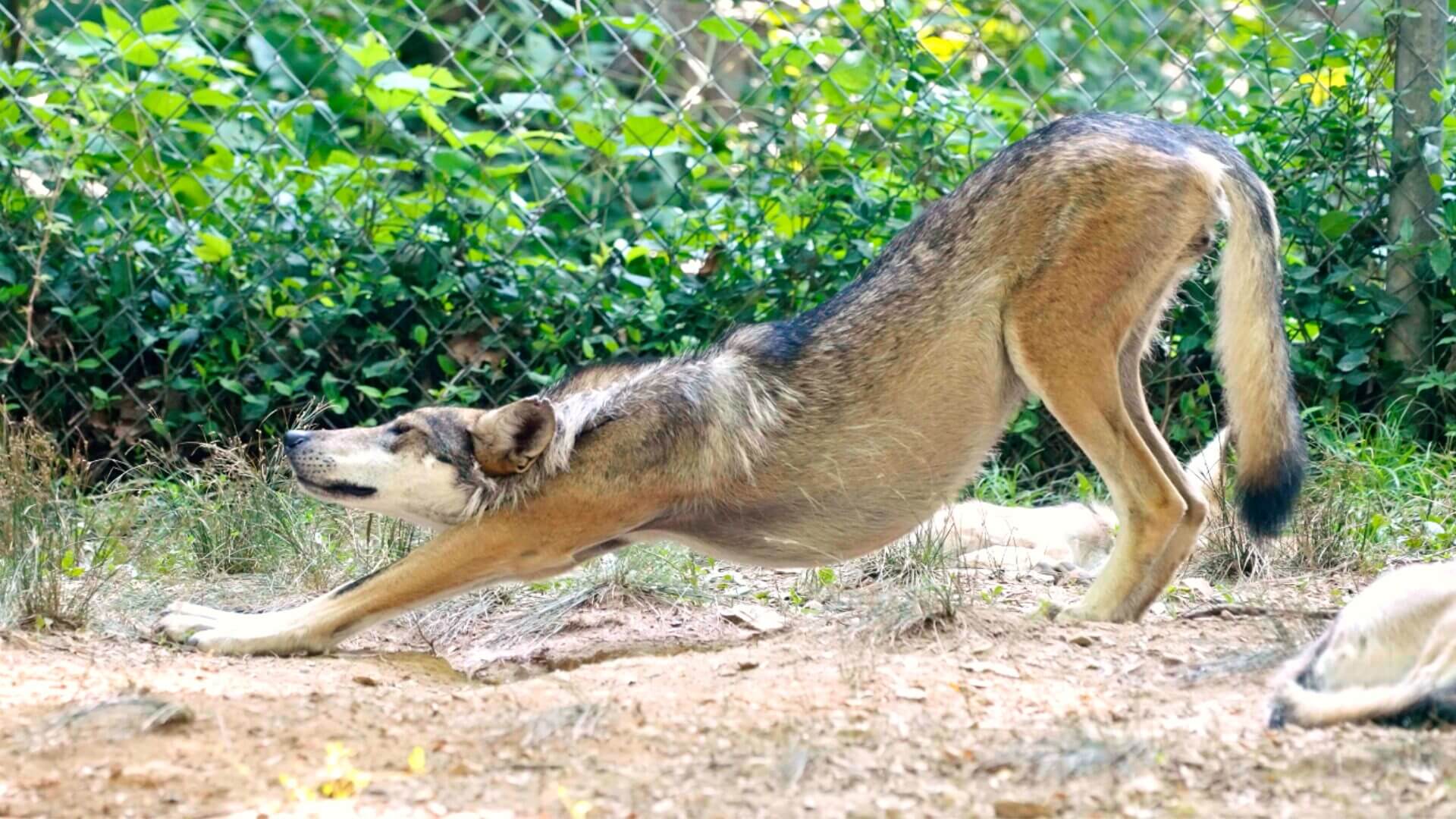 Home - Endangered Wolf Center