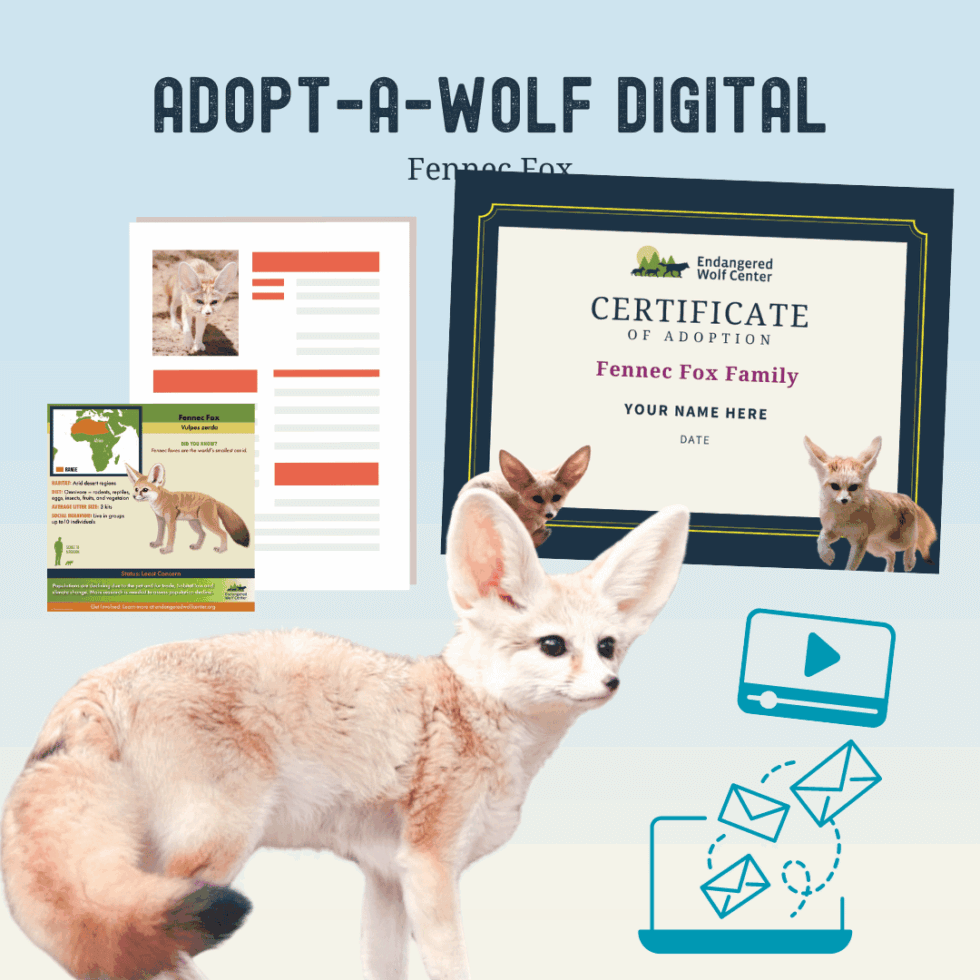 Fennec Fox Adoption - Endangered Wolf Center