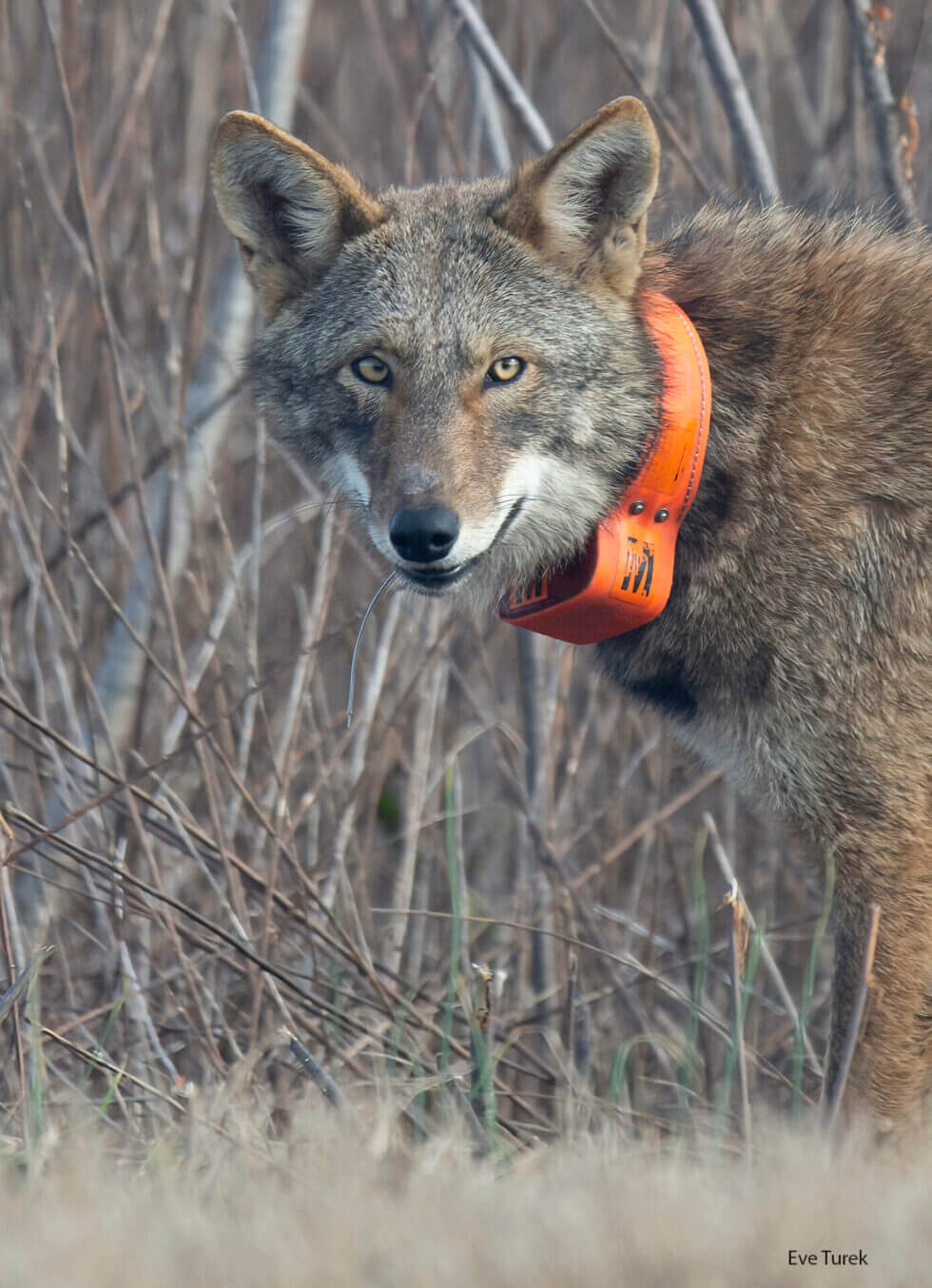 American Red Wolf or Coyote | Endangered Wolf Center