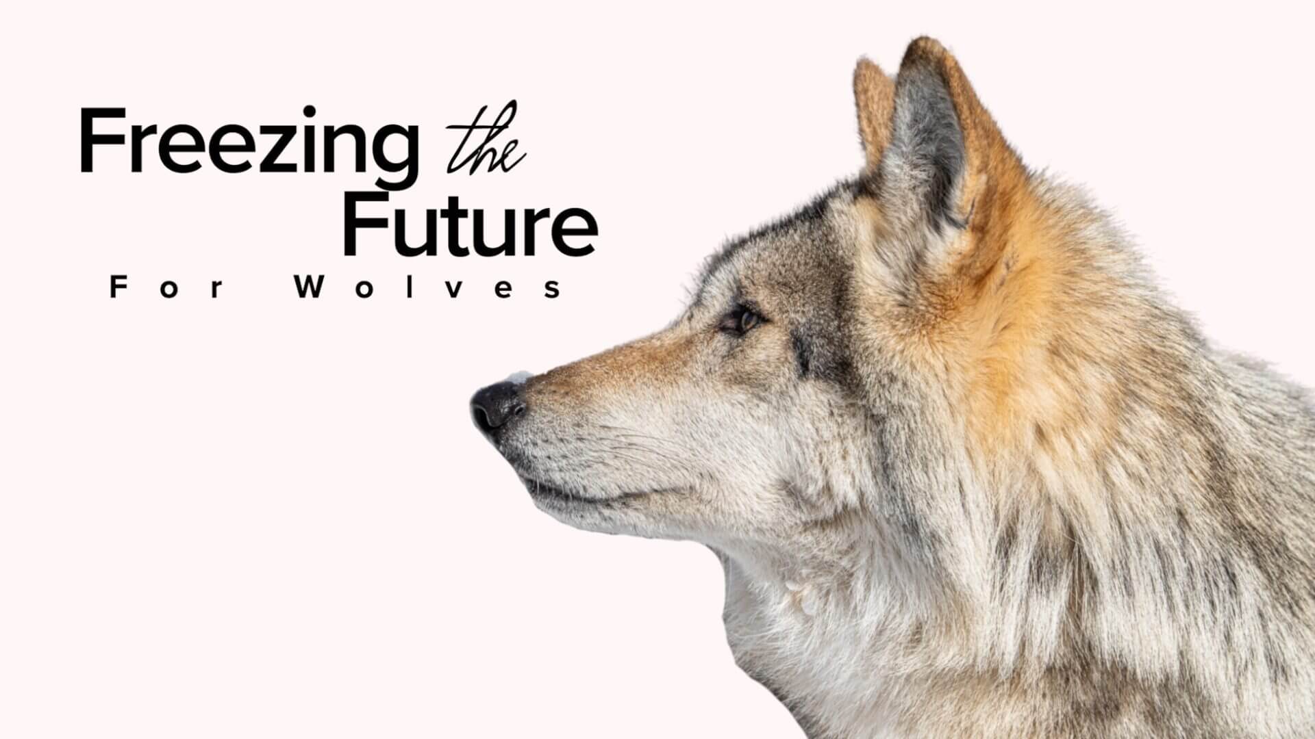 Recap: Howl at the Silver Screen | Endangered Wolf Center
