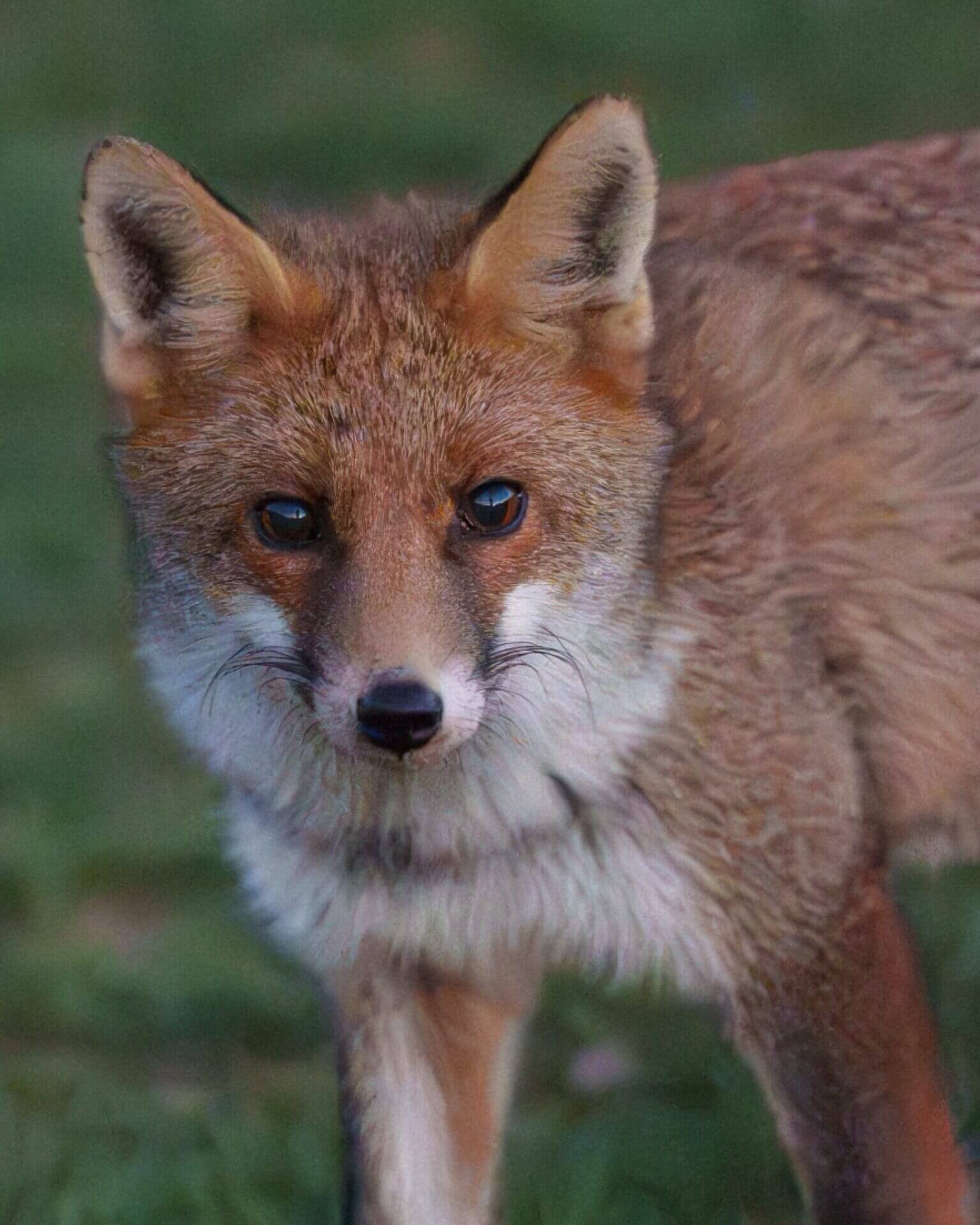 Red Fox | Endangered Wolf Center