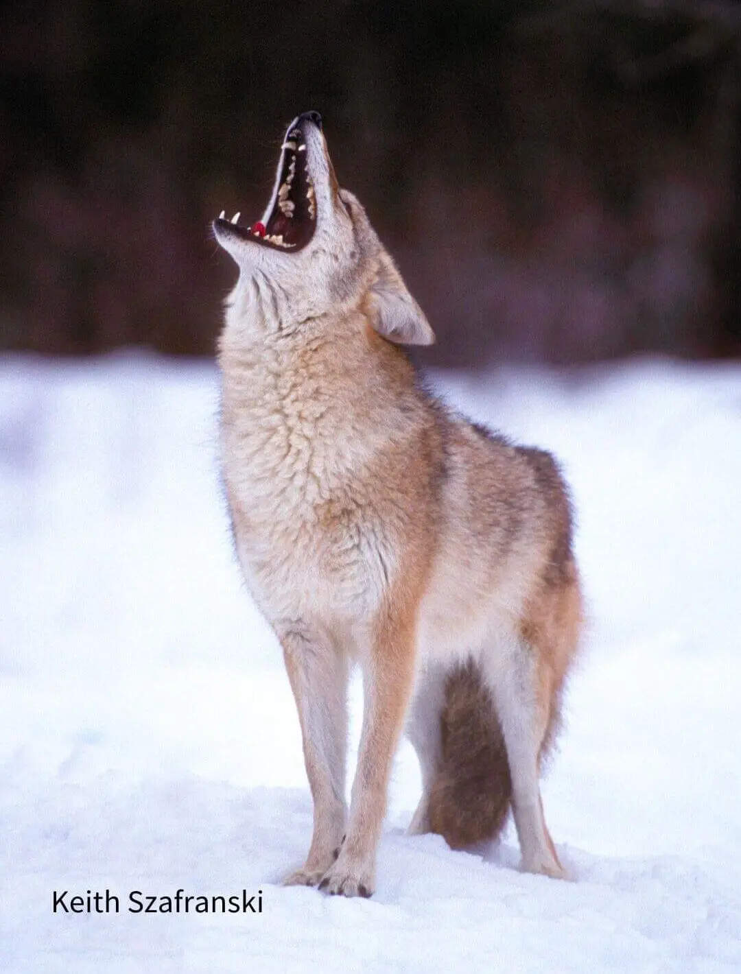 American Red Wolf or Coyote | Endangered Wolf Center