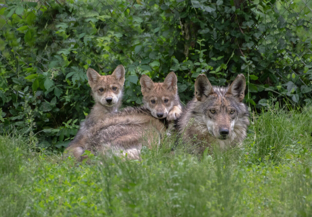 Home - Endangered Wolf Center