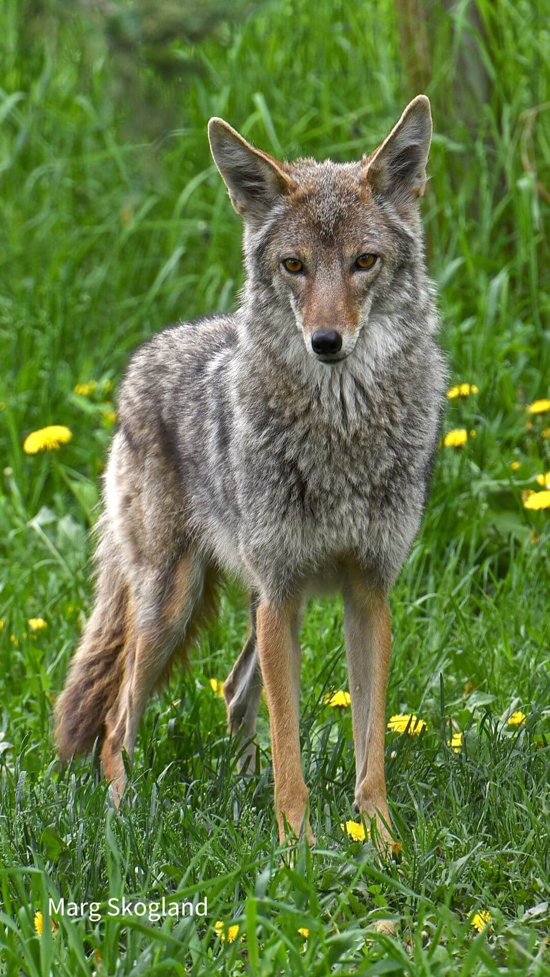 American Red Wolf or Coyote | Endangered Wolf Center