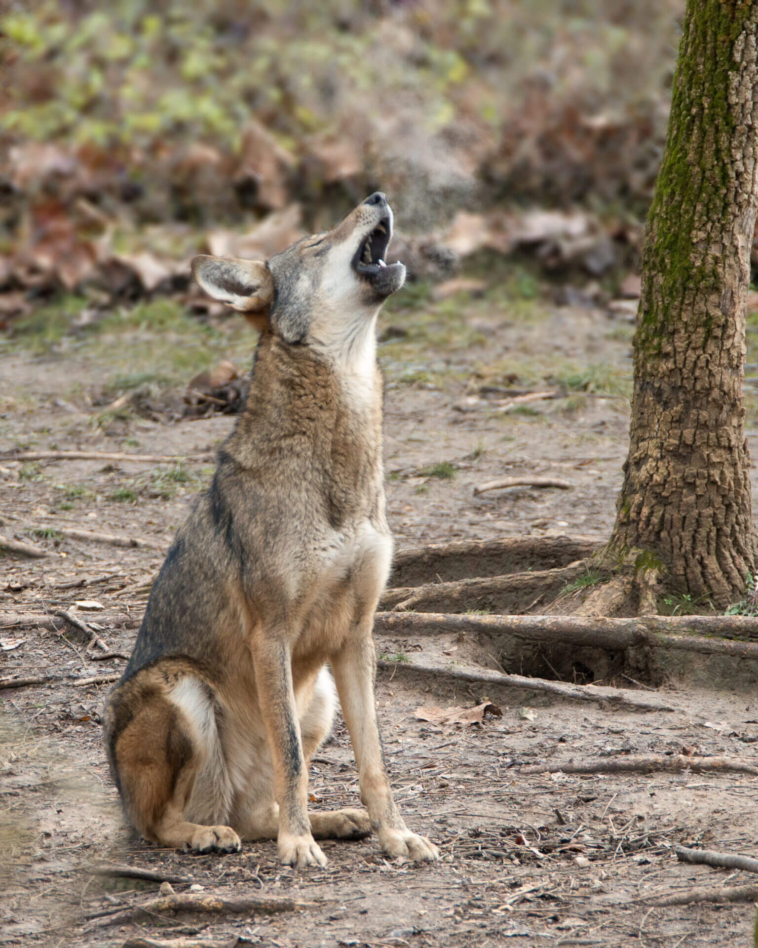 American Red Wolf or Coyote | Endangered Wolf Center