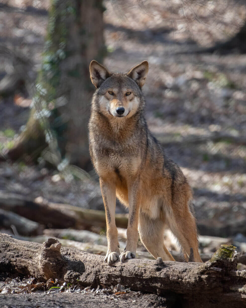 American Red Wolf or Coyote | Endangered Wolf Center
