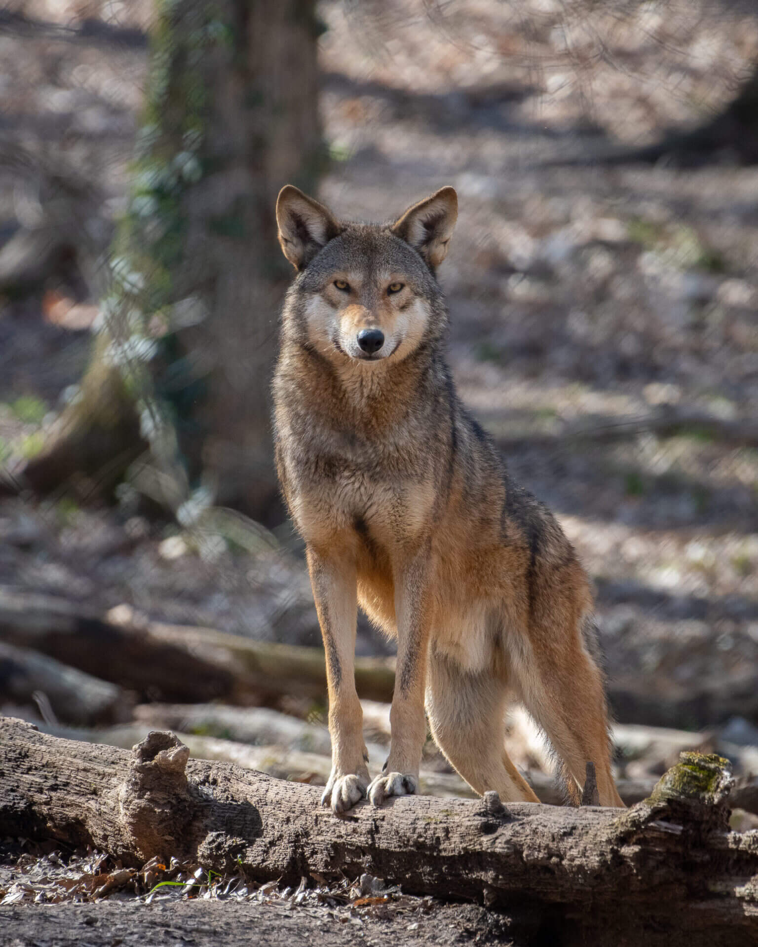 American Red Wolf or Coyote | Endangered Wolf Center