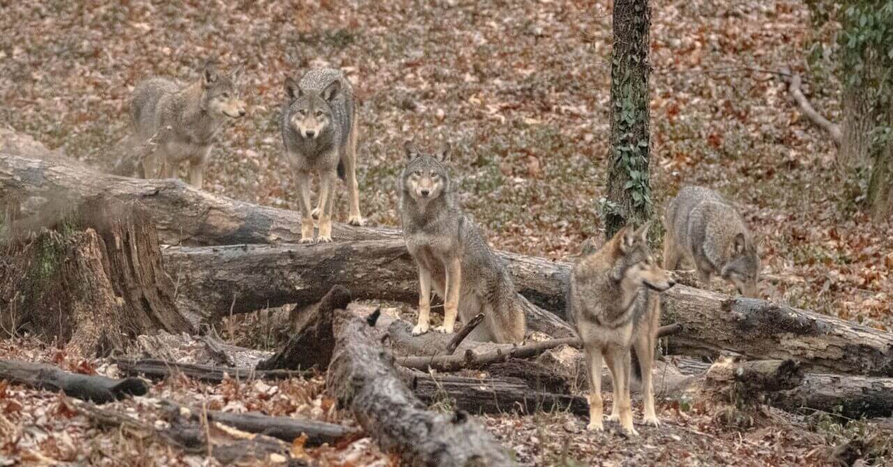 Research to Aid Future Conservation Efforts for the American Red Wolf | Endangered Wolf Center