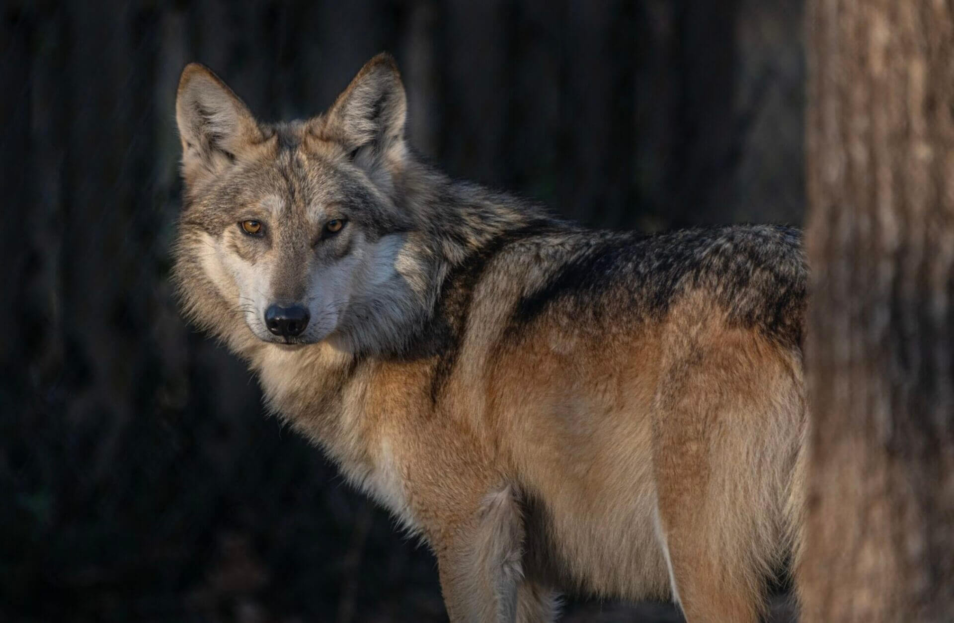 More Ways to Give | Endangered Wolf Center