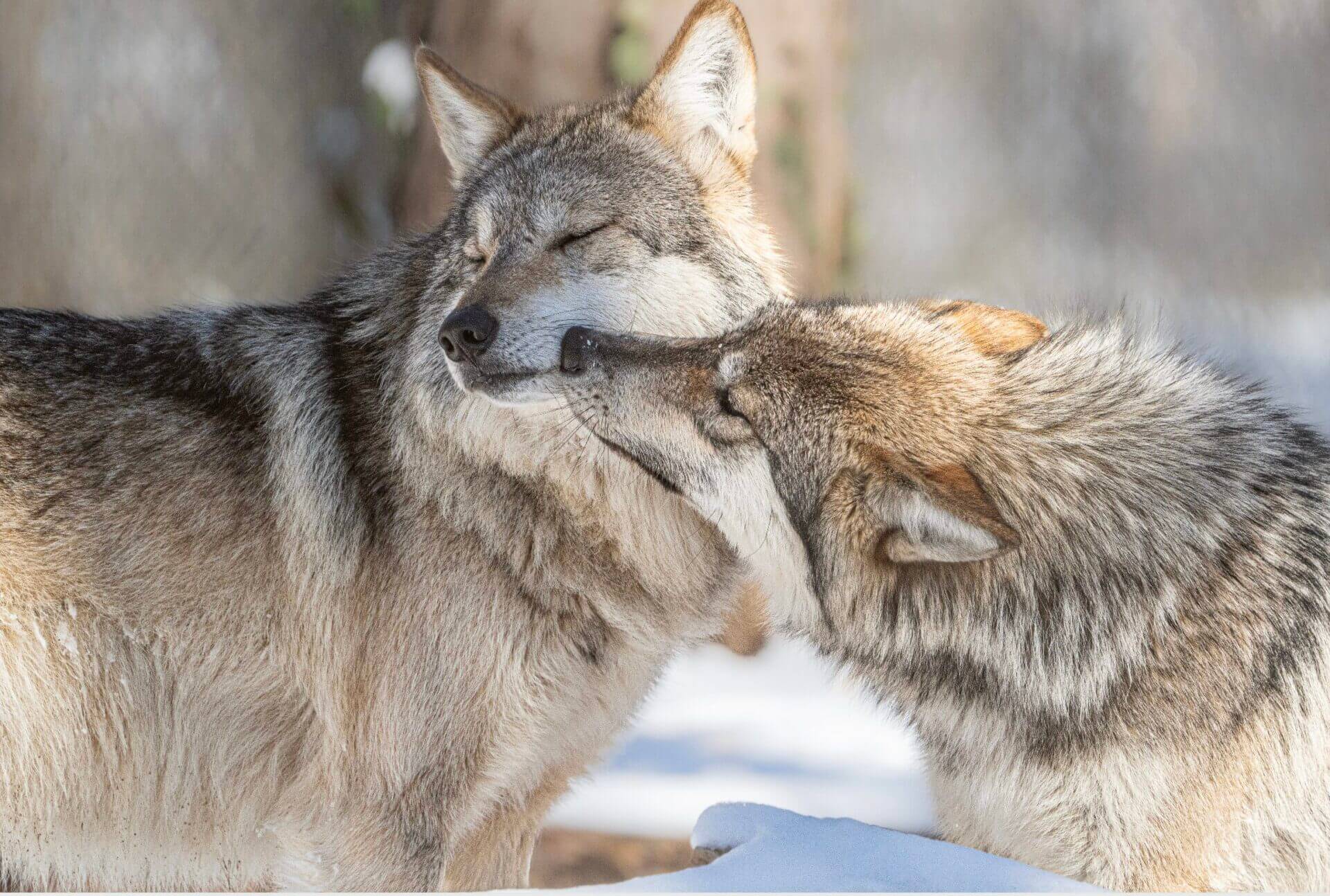 Growing the Pack: Saving Endangered Wolves Through Breeding Efforts ...