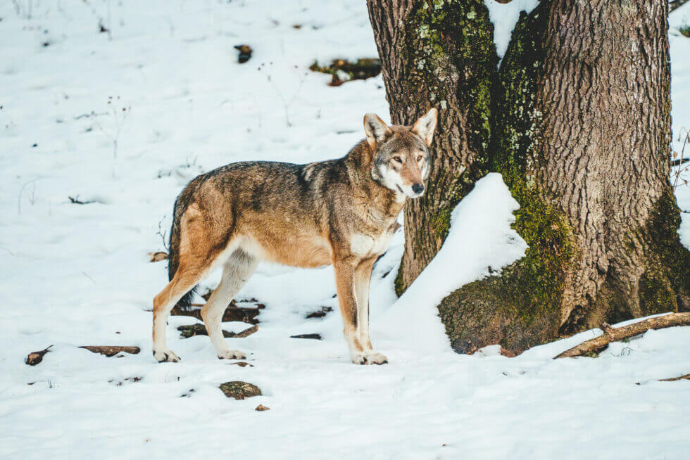 American Red Wolf or Coyote | Endangered Wolf Center