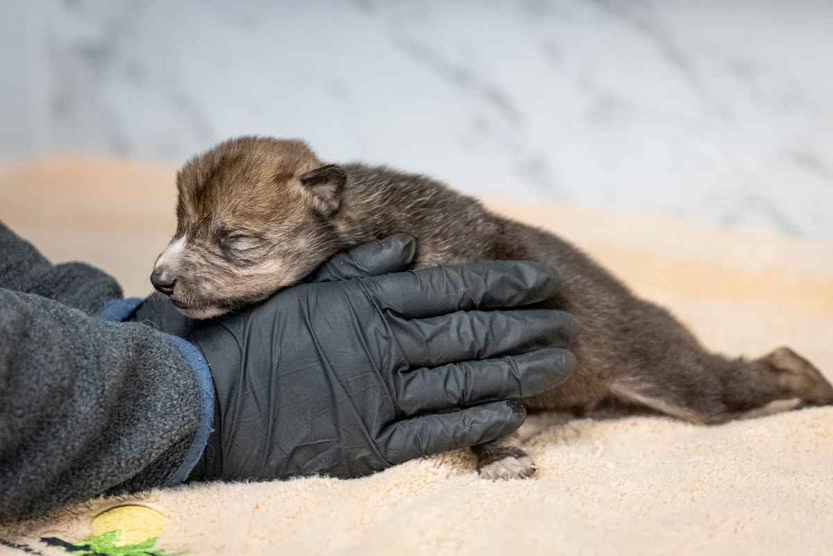 Wolves Take Flight: Six Mexican Wolf Pups Fly to New Wild Homes ...