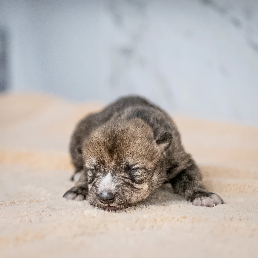 Wolves Take Flight: Six Mexican Wolf Pups Fly to New Wild Homes ...