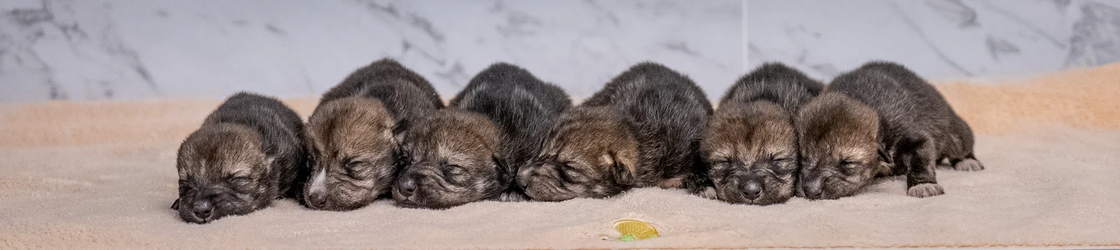 Wolves Take Flight: Six Mexican Wolf Pups Fly to New Wild Homes ...