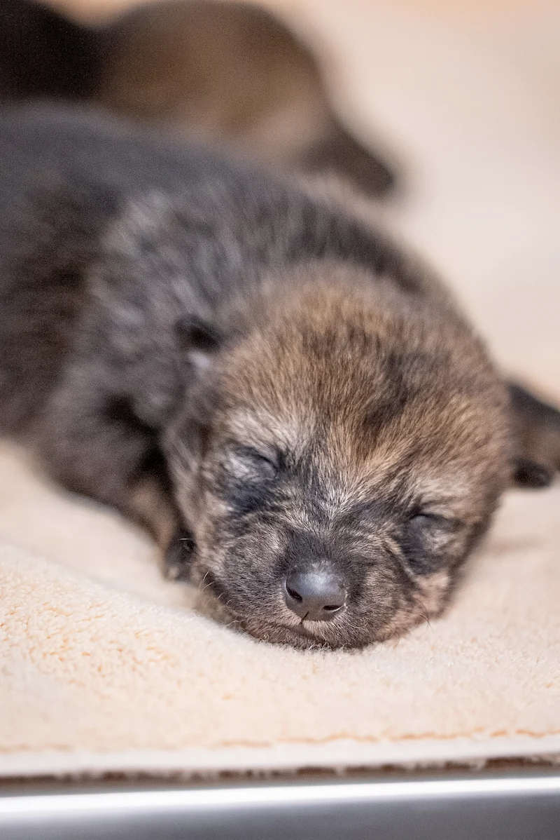 Wolves Take Flight: Six Mexican Wolf Pups Fly to New Wild Homes ...