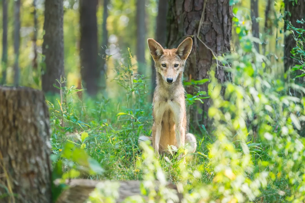 Adopt | Endangered Wolf Center