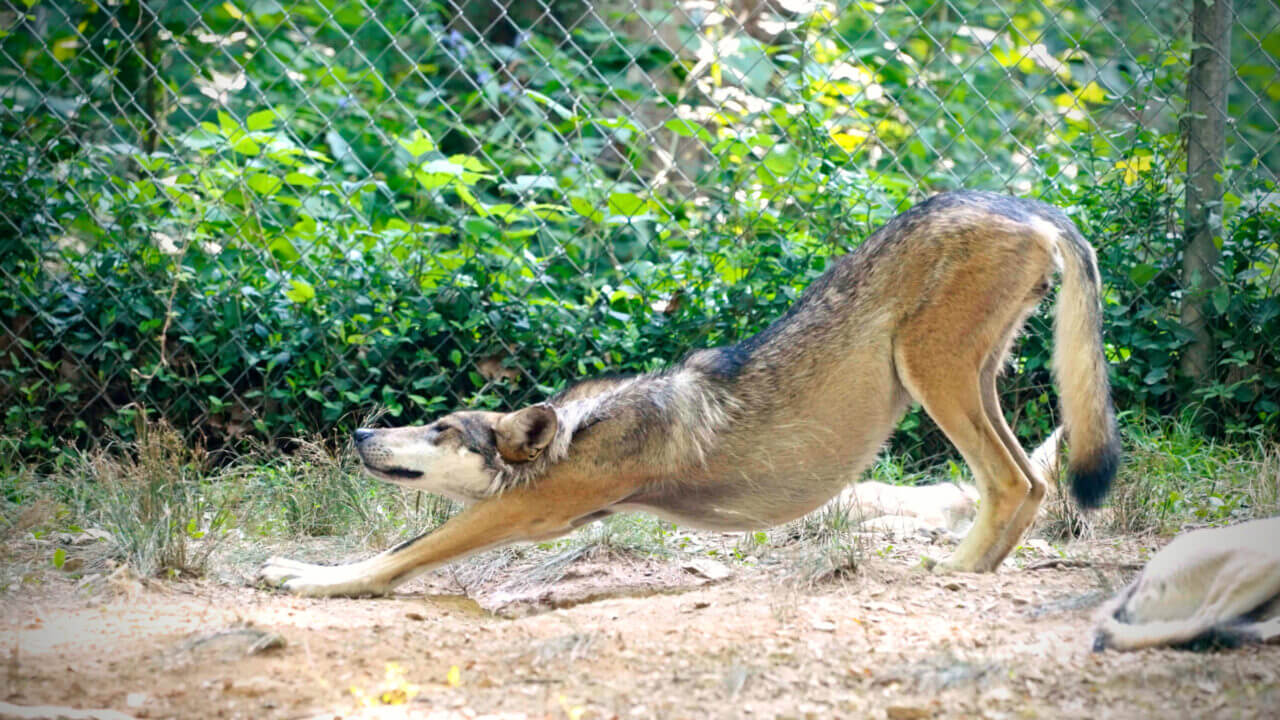 Home - Endangered Wolf Center