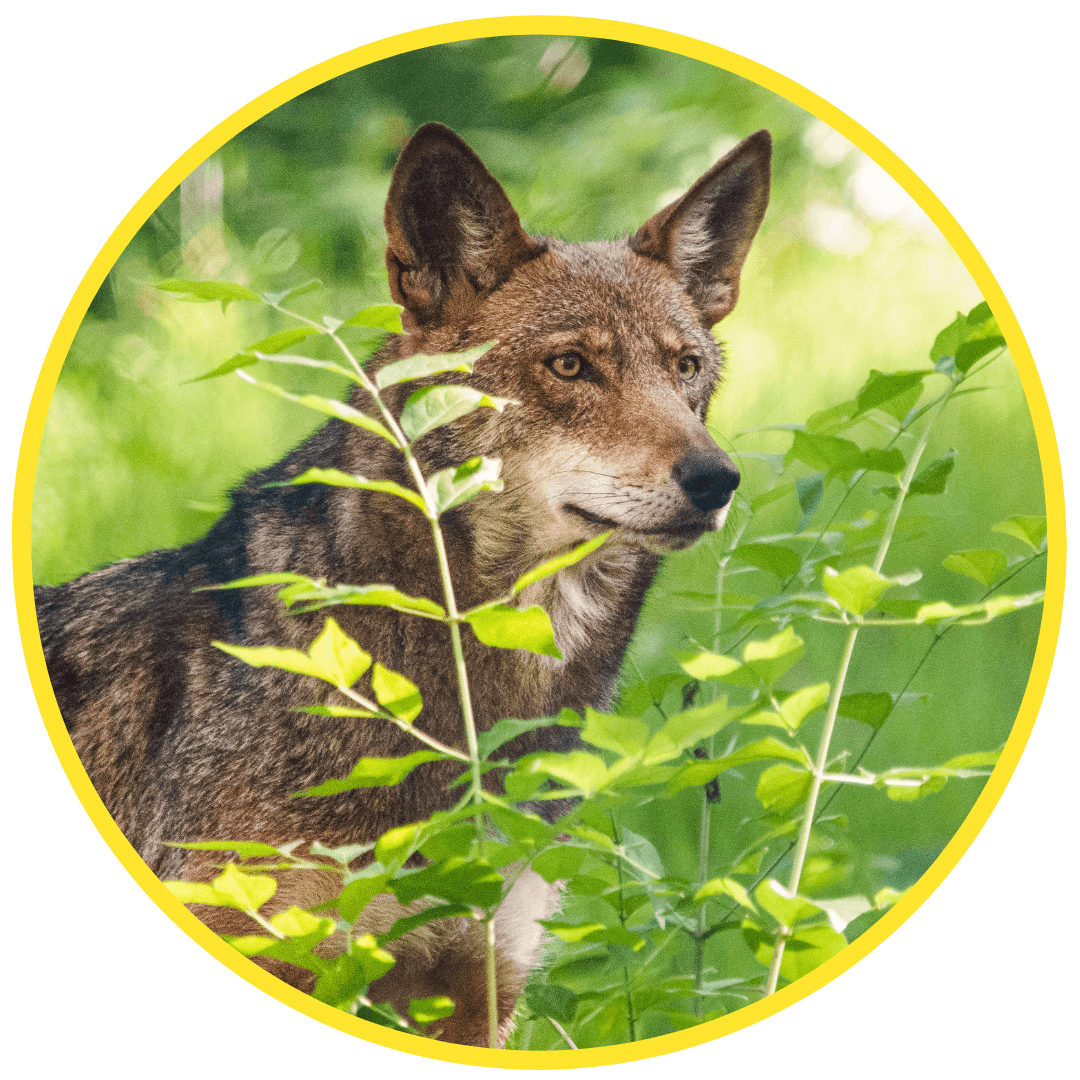 The Wild is Calling - Support American Red Wolves | Endangered Wolf Center