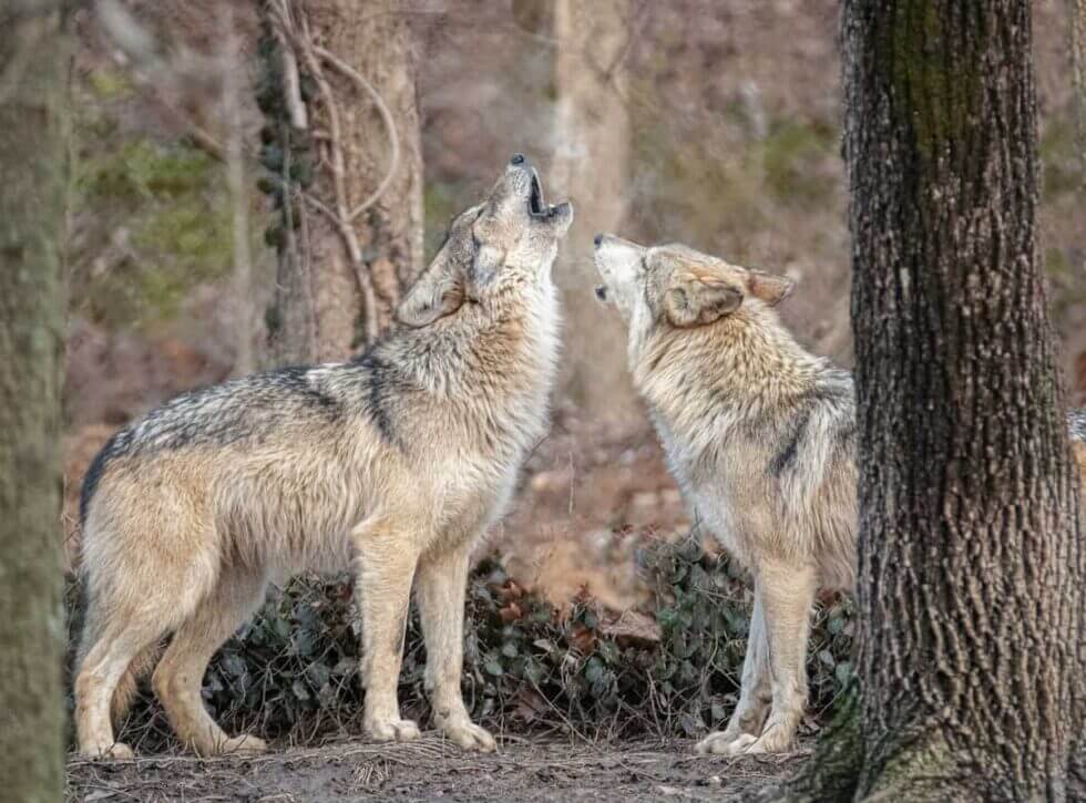 Endangered Wolf Center | Conservation & Education St. Louis