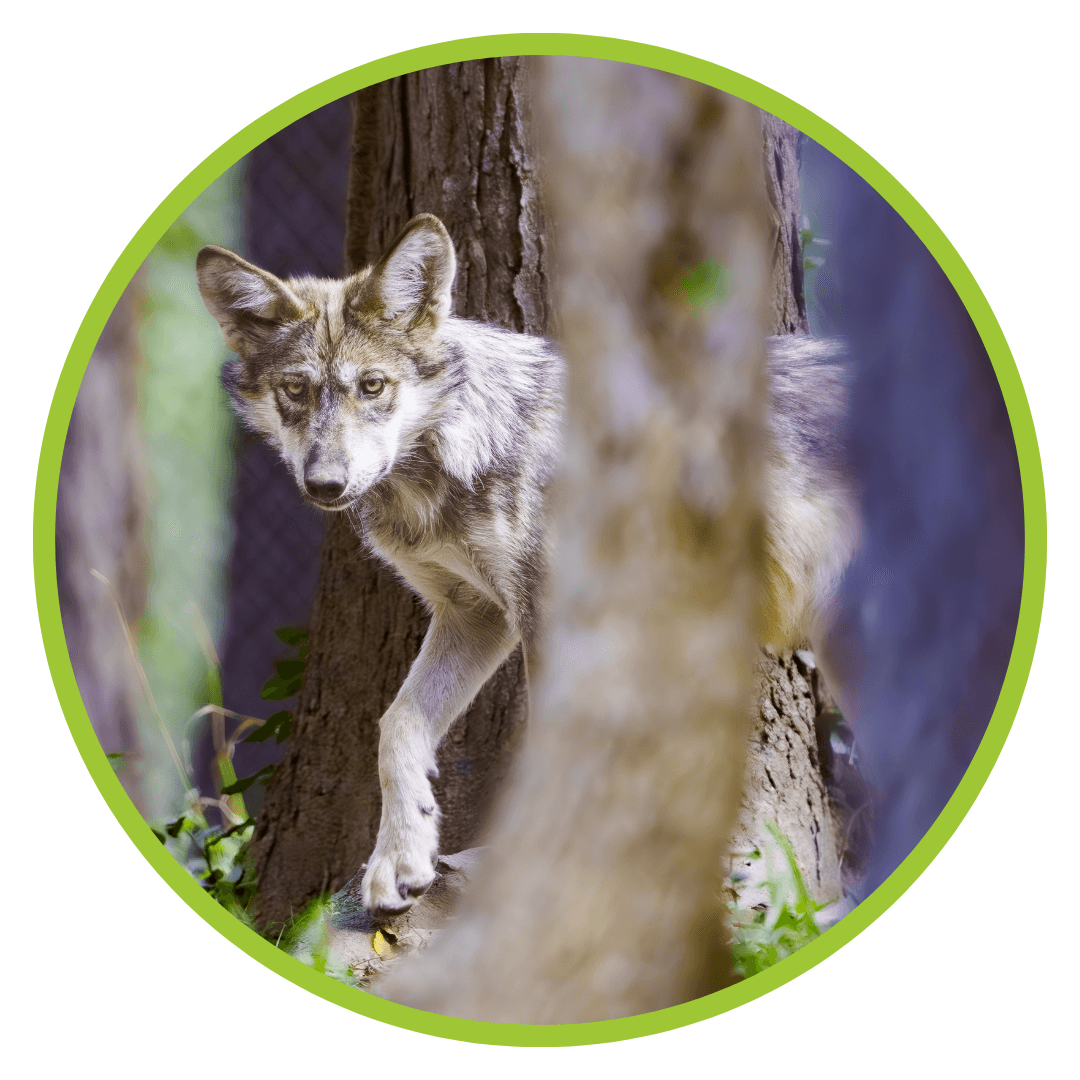 Wolves Take Flight: Six Mexican Wolf Pups Fly to New Wild Homes ...