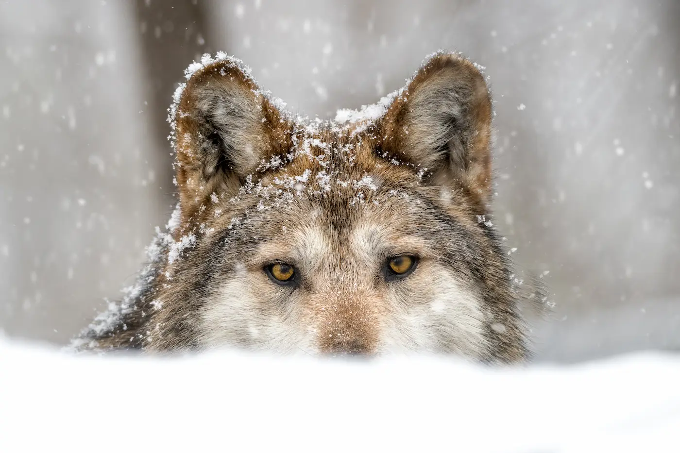 Winter Camp | Endangered Wolf Center